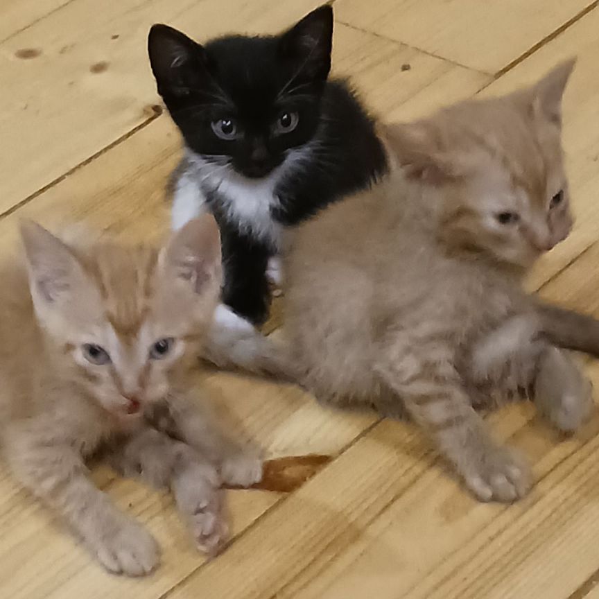 Котята в добрые руки