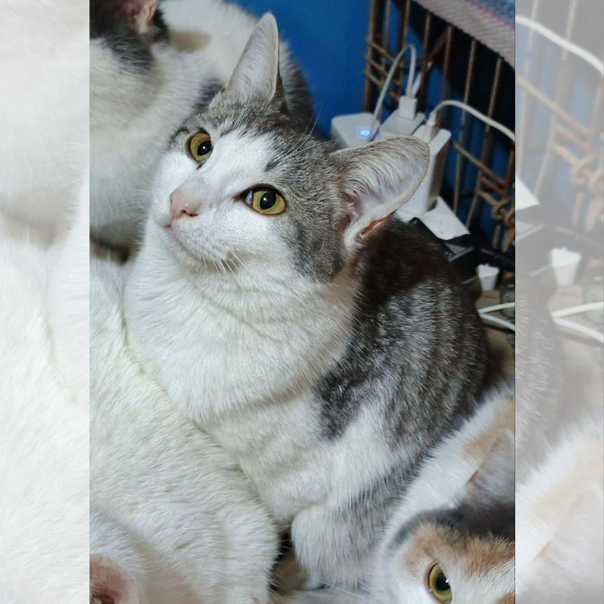 Котёнок в добрые руки