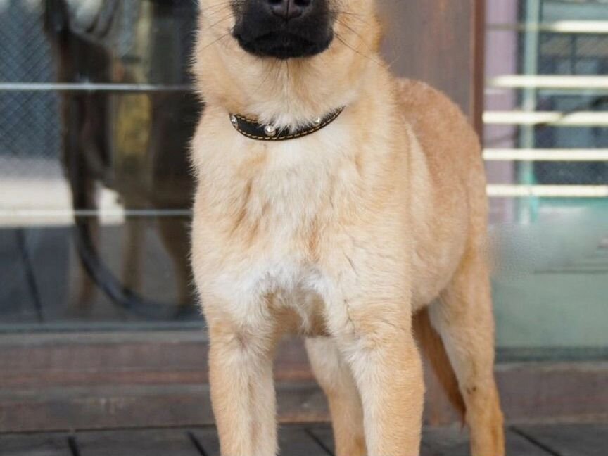 Собака в добрые руки