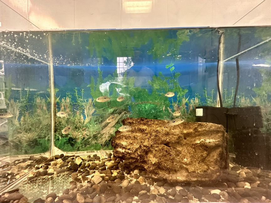 Аквариумные рыбки