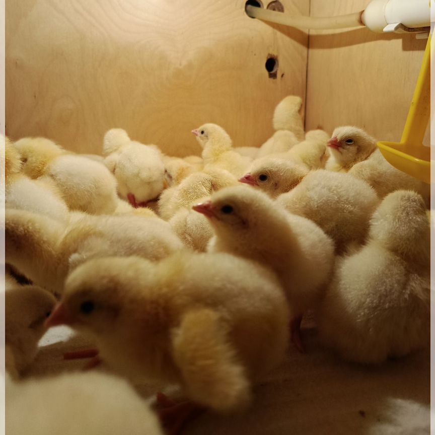 Цыплята бройлеры подрощенные