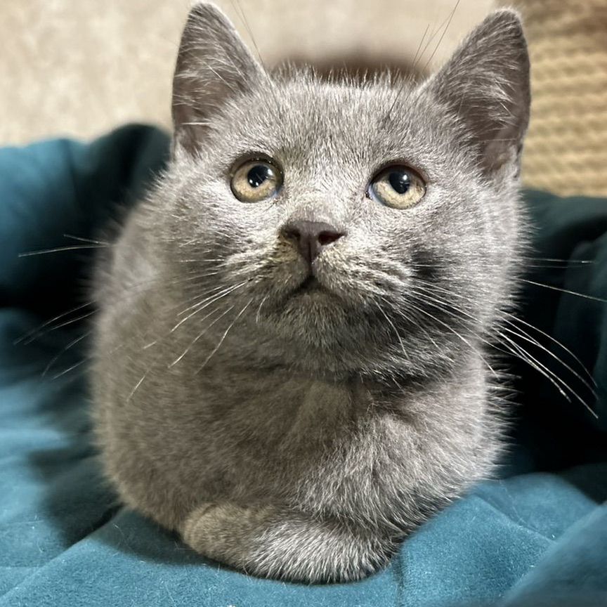 Шотландский прямоухий короткошёрстный котёнок