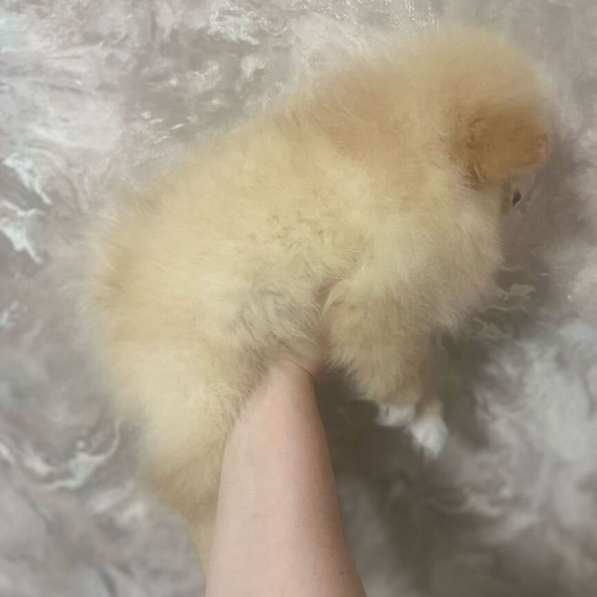 Померанский шпиц