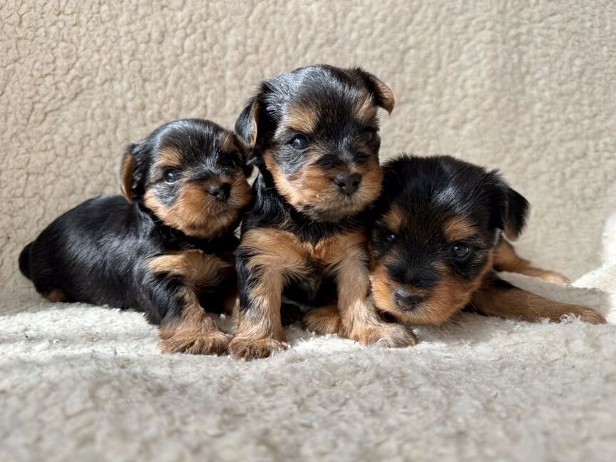 Йоркширский терьер