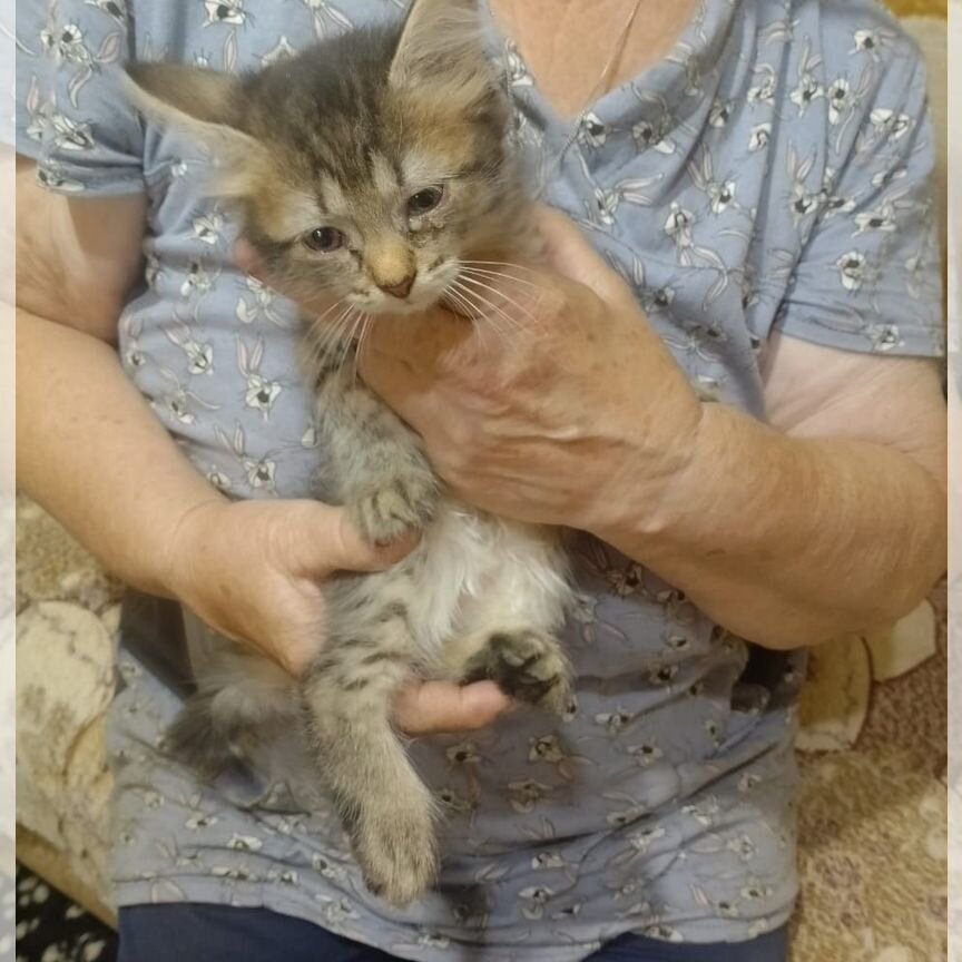 Котёнок в добрые руки