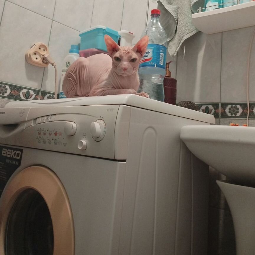 Донской сфинкс