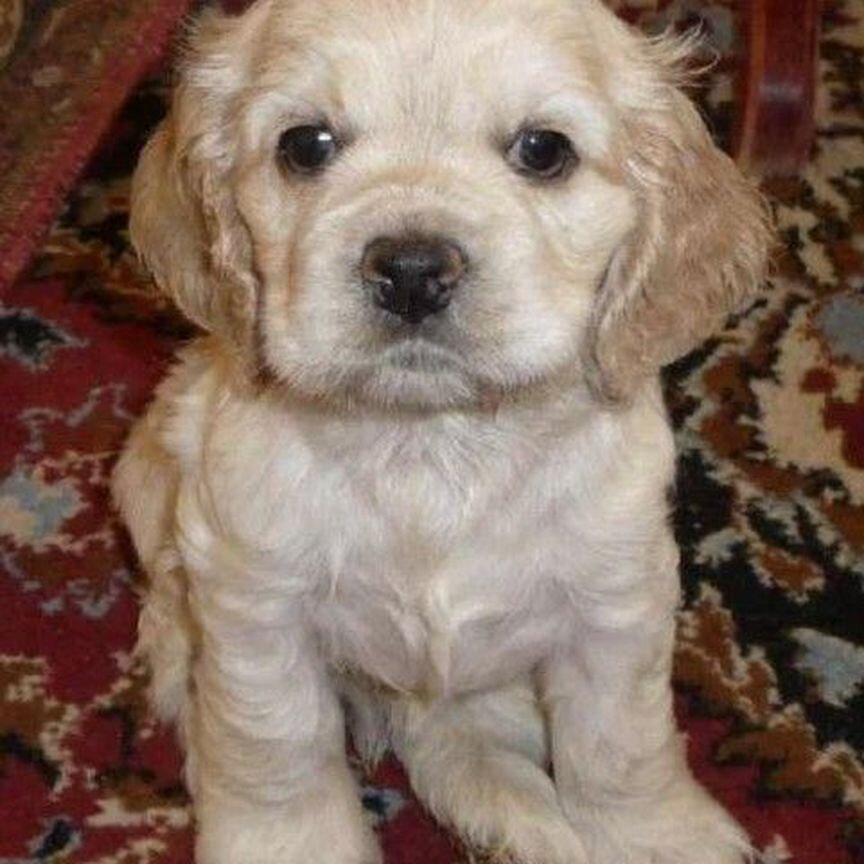 Английский спаниель