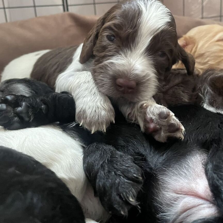 Английский кокер-спаниель, щенок