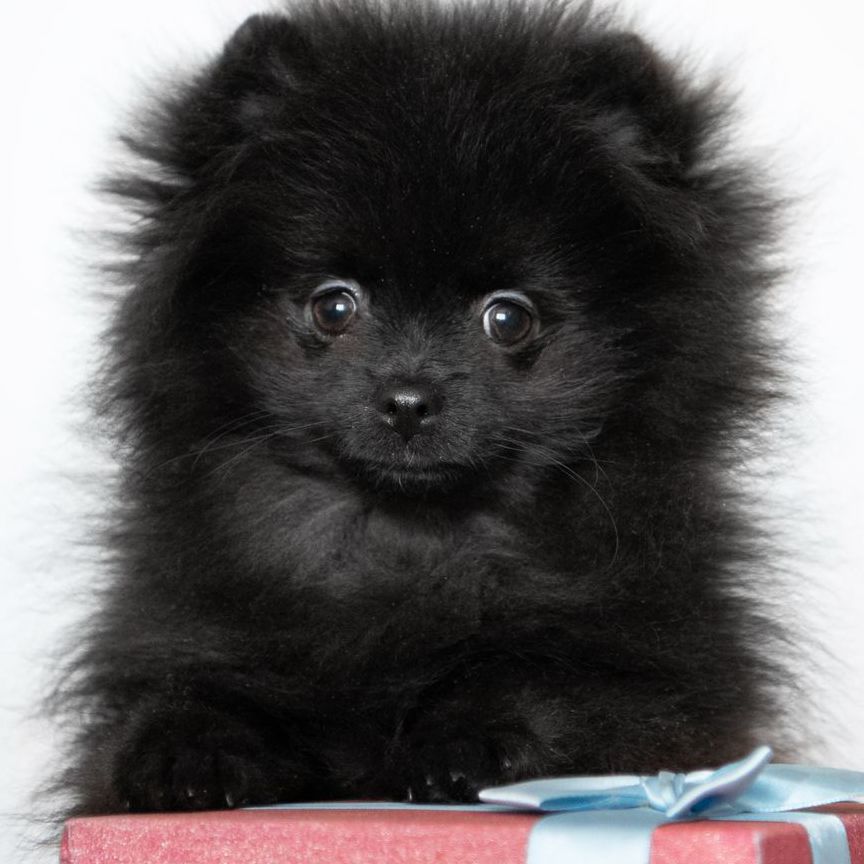 Померанский шпиц, щенок