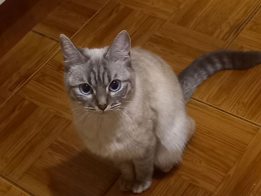 Кошка