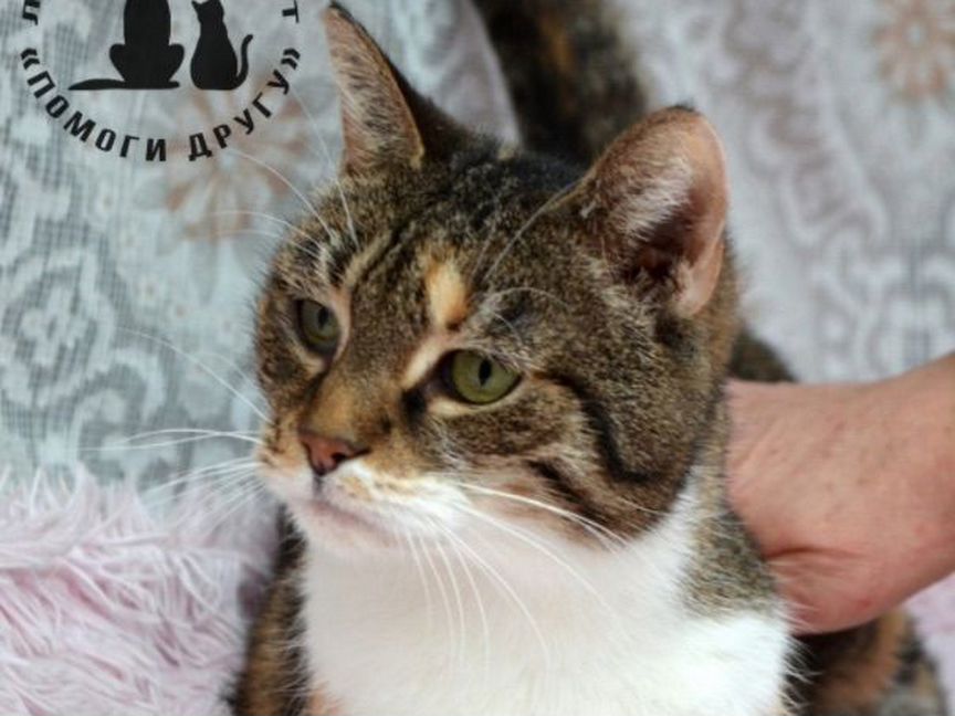 Маркиза хочет домой