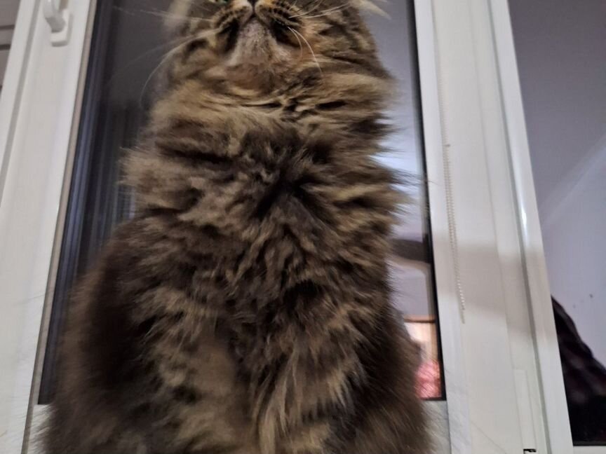 Большой кот (сибирский)