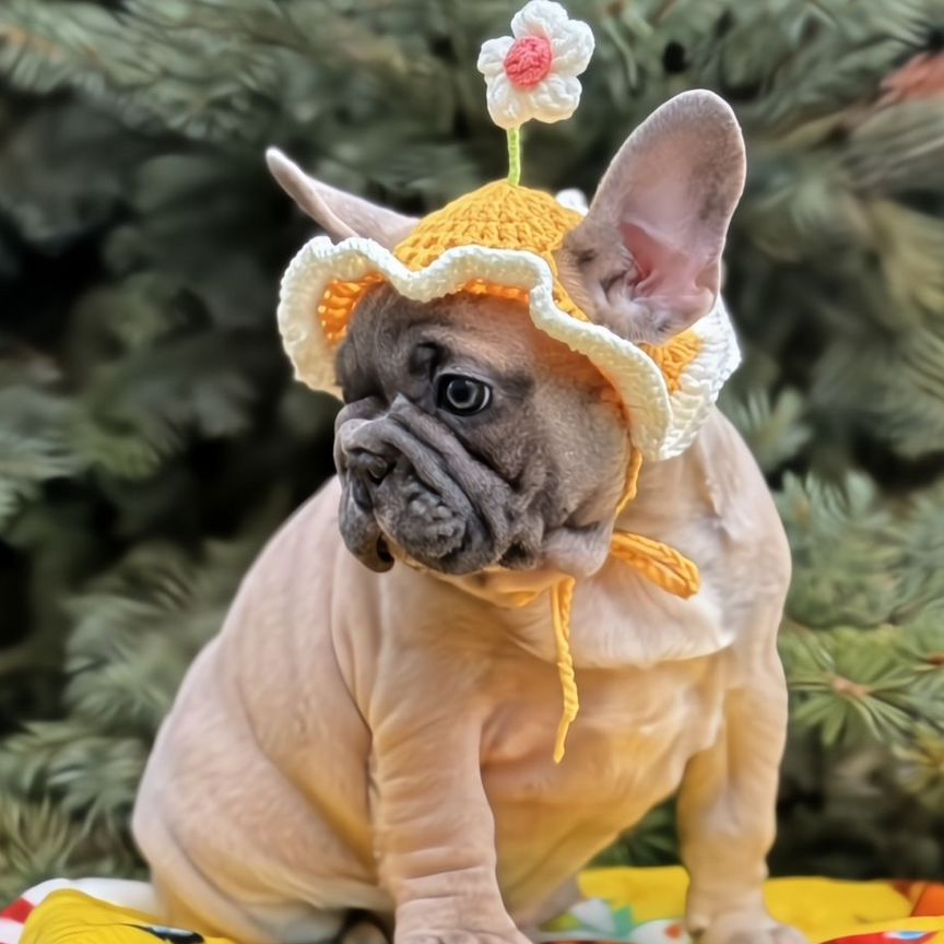 Французский бульдог, щенок