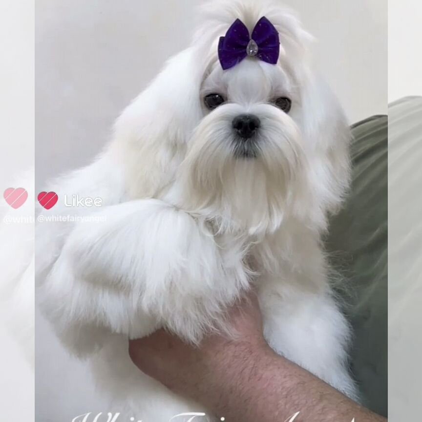 Стандартный корейский мальчик мальтезе