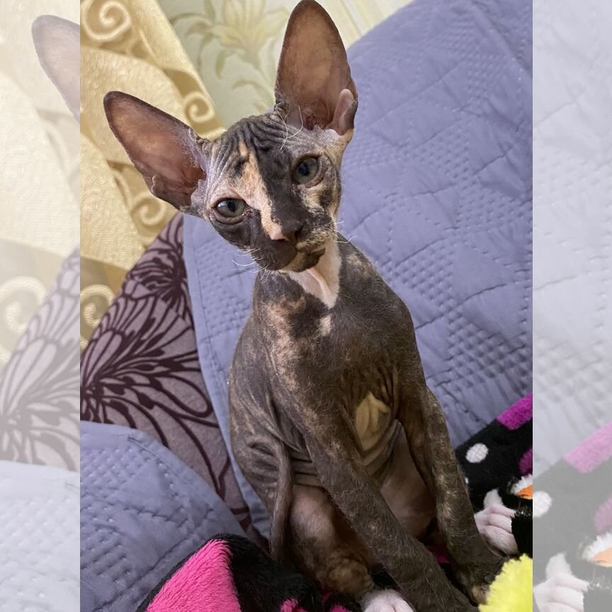 Донской сфинкс котёнок
