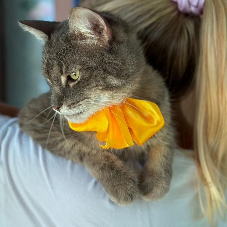 Поль, кот из приюта ищет дом