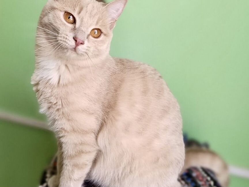 Кошечка 6 месяцев