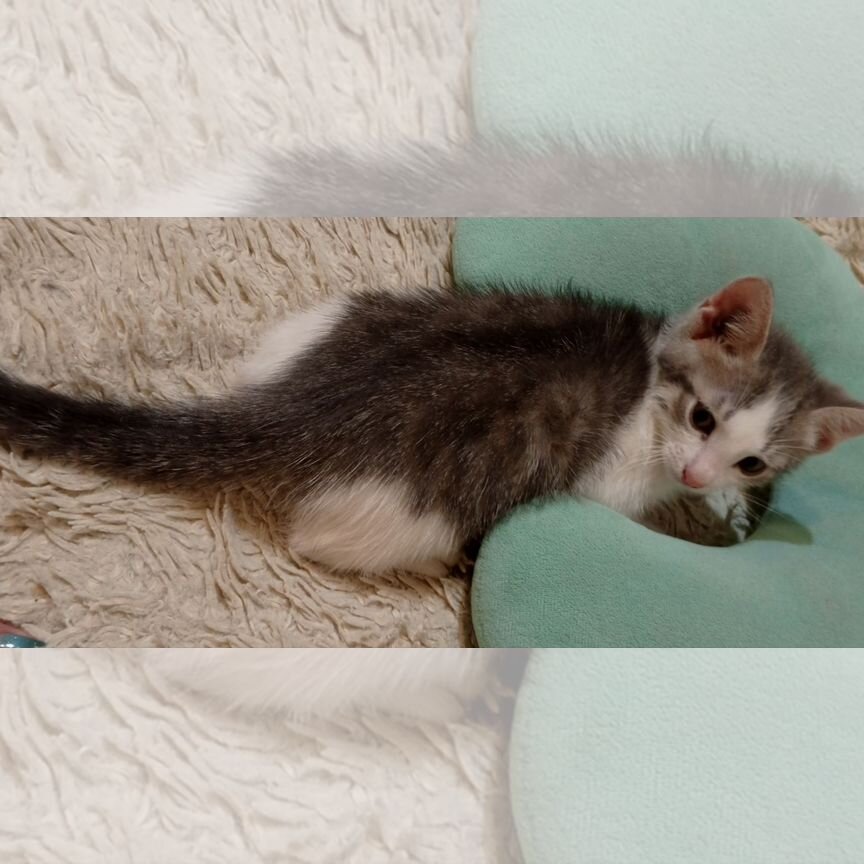 Котёнок в добрые руки