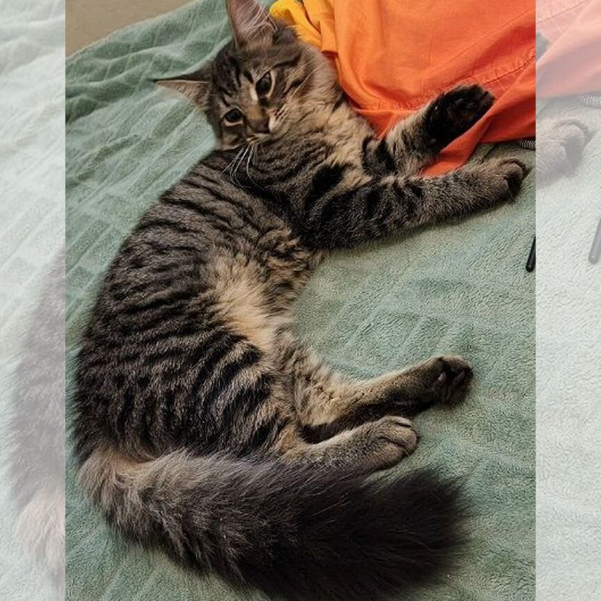 Котёнок в добрые руки