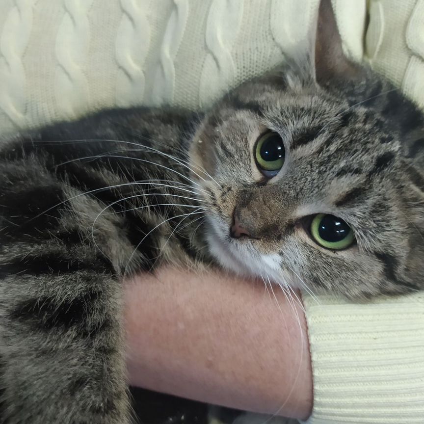 Котёнок в добрые руки