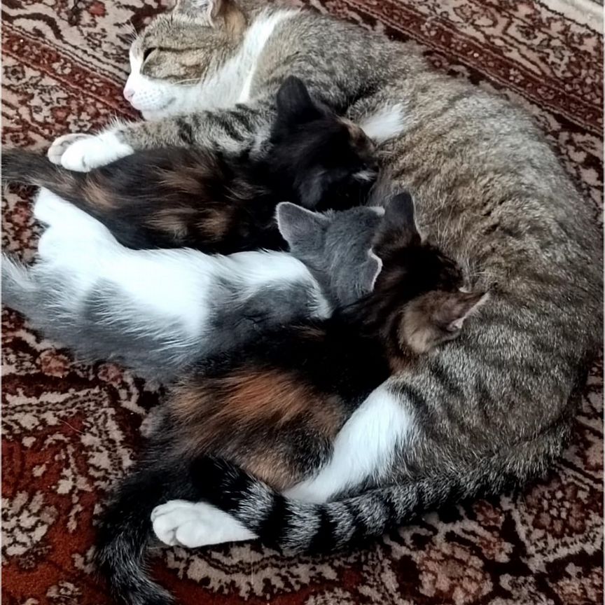 Котята в добрые руки бесплатно