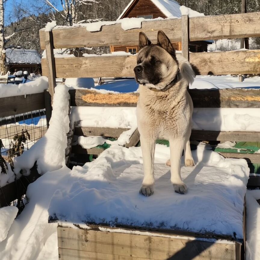 Американская акита, взрослая собака