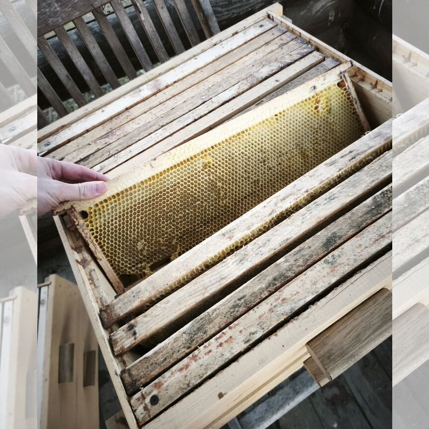 Сушь для пчел на магазин 145