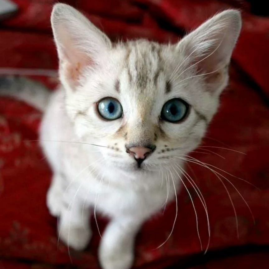 Бенгальские котята Линкс