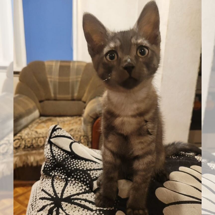 Котёнок в добрые руки