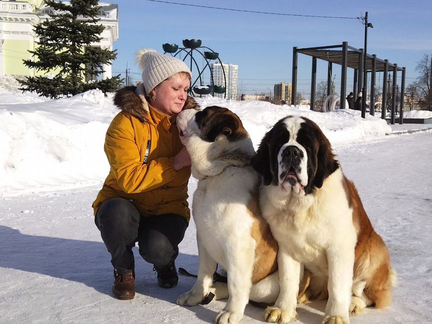 Сенбернарчики