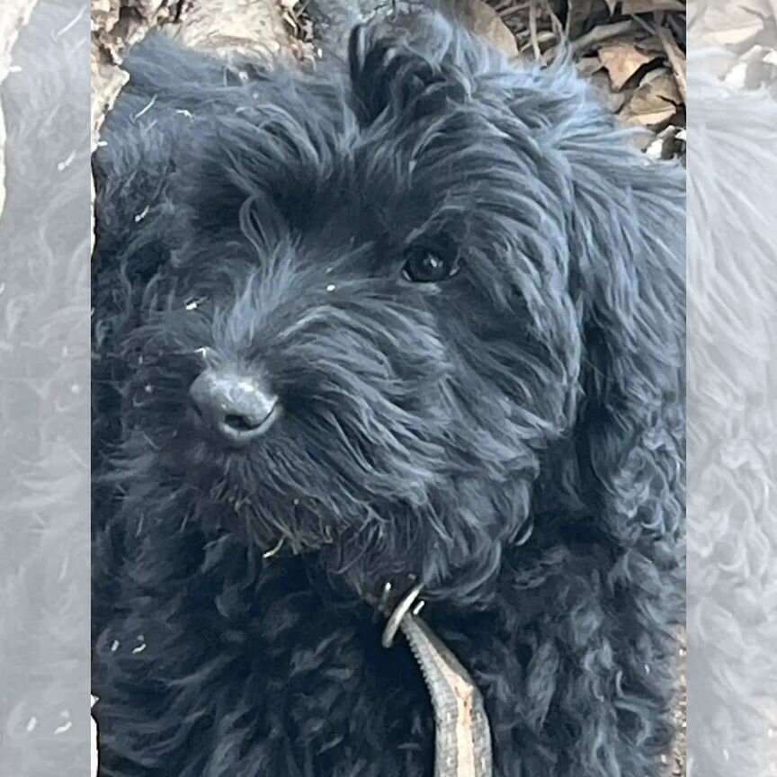 Ризеншнауцер, щенок