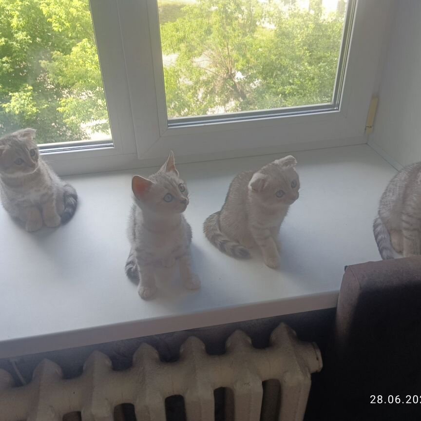 Котята 4шт. 1 девачка, 3 мальчика