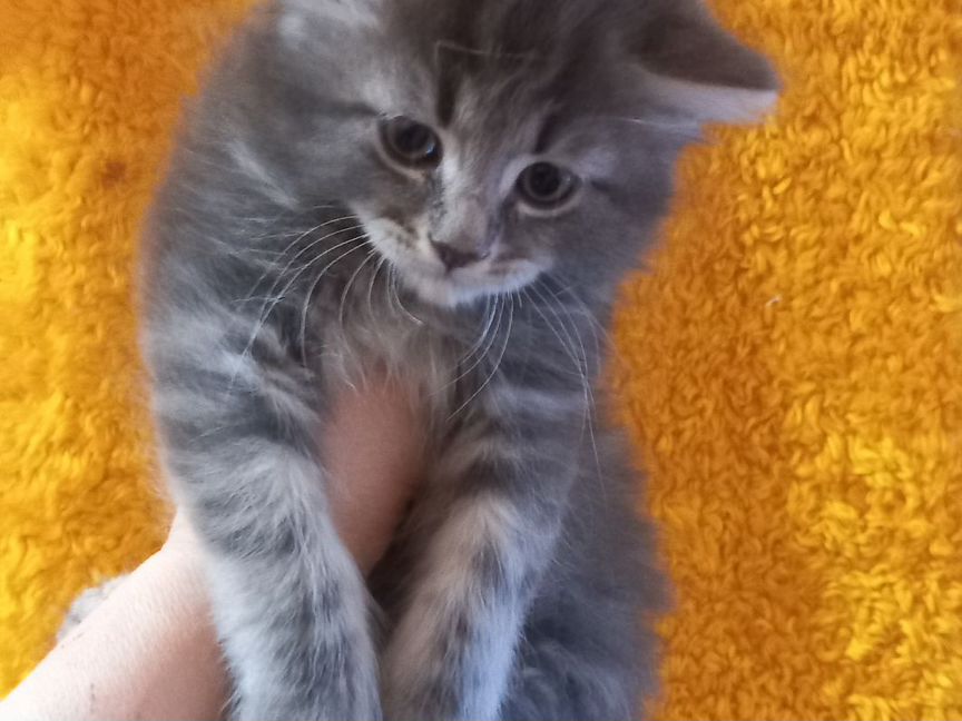 Сибирский котик