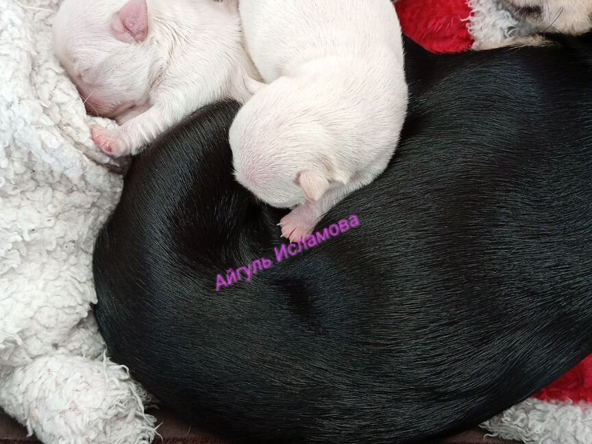 Щенки чихуахуа