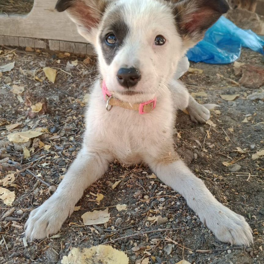 Щенок в добрые руки