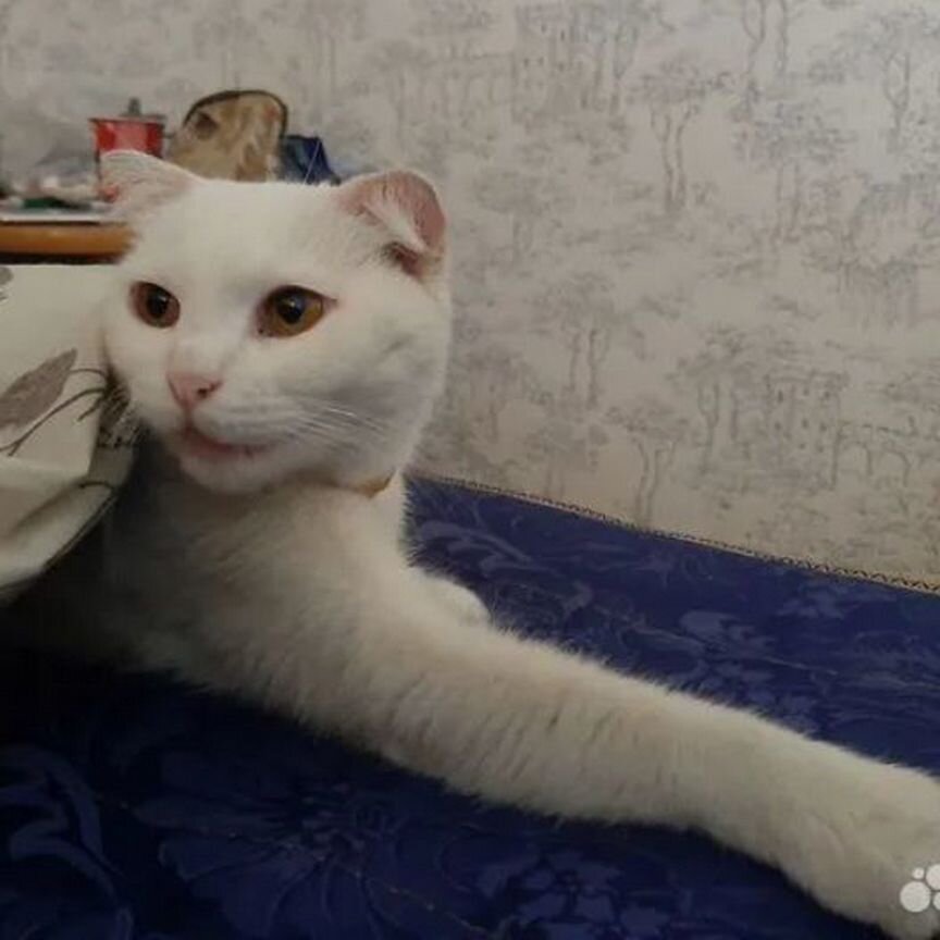 Вислоухий котик в добрые руки