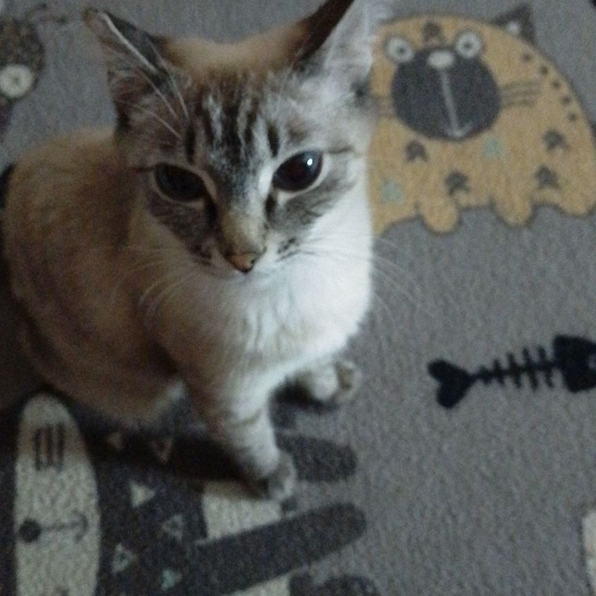 Кошки в добрые руки