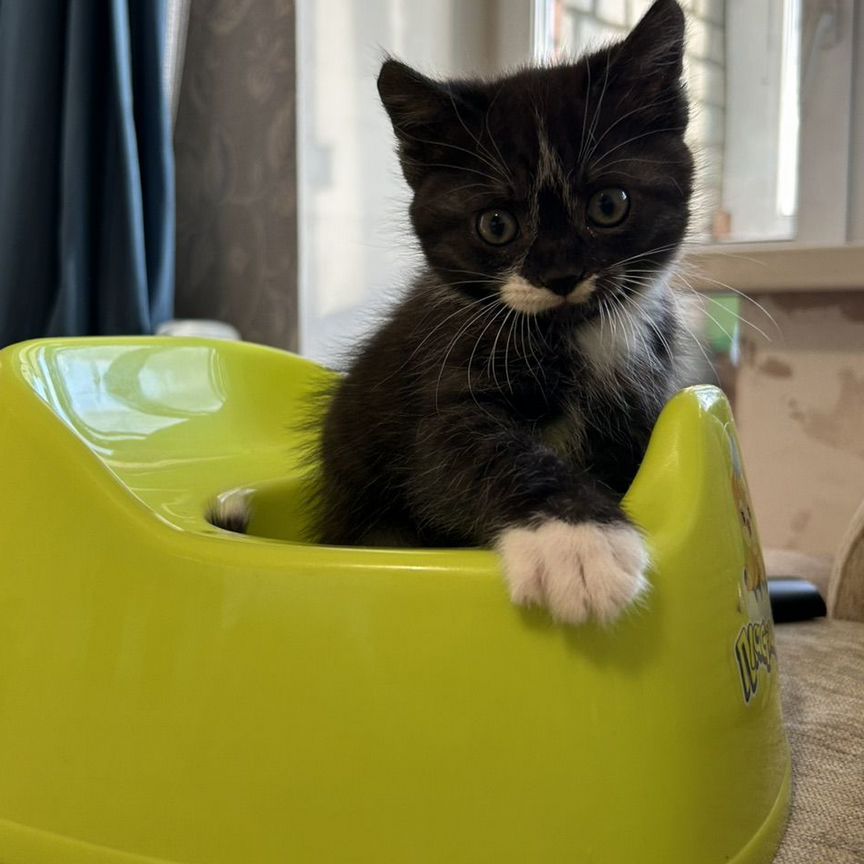 Кот в добрые руки