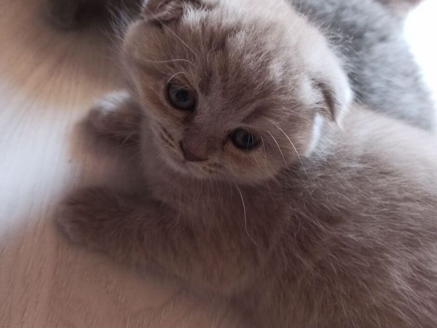 Шотландские вислоухие котята девочки