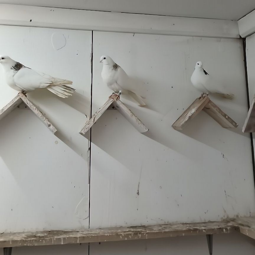 Ижевские голуби