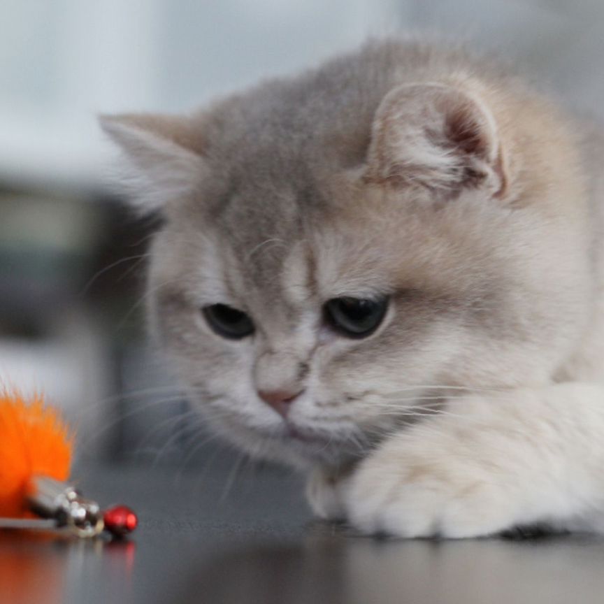 Котята золотая британская шиншилла