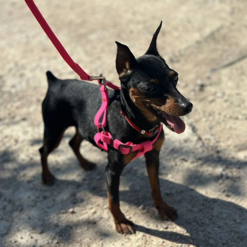 Шлейка биотановая розовая