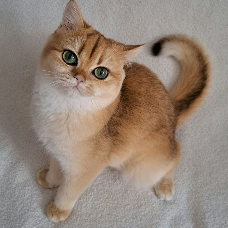 Британская короткошёрстная, взрослая кошка