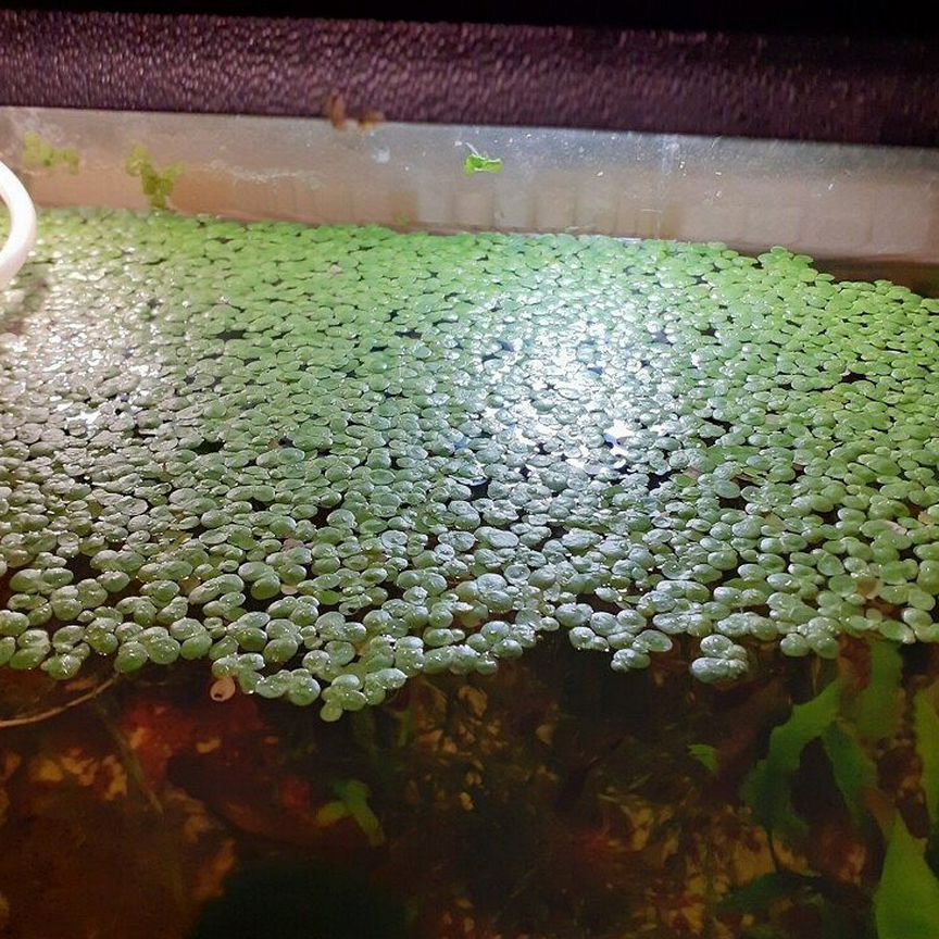 Ряска для аквариума