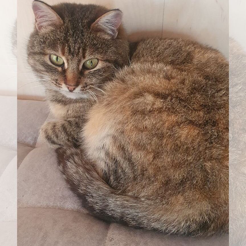 Кошка