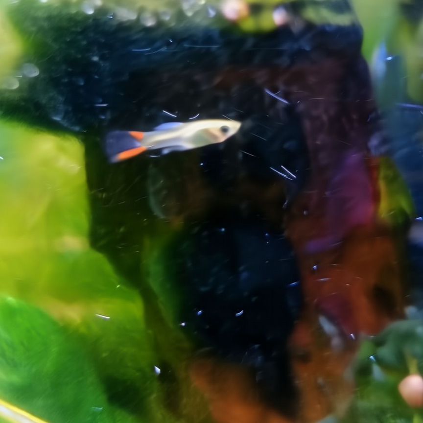 Самцы гуппи эндлера золотые