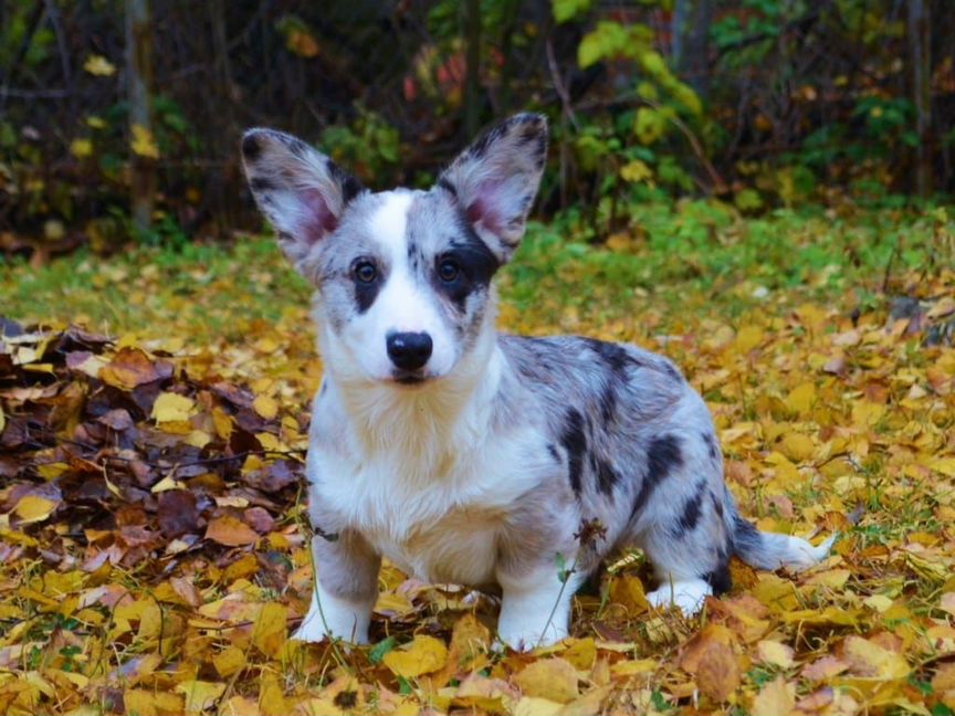 Мраморный корги