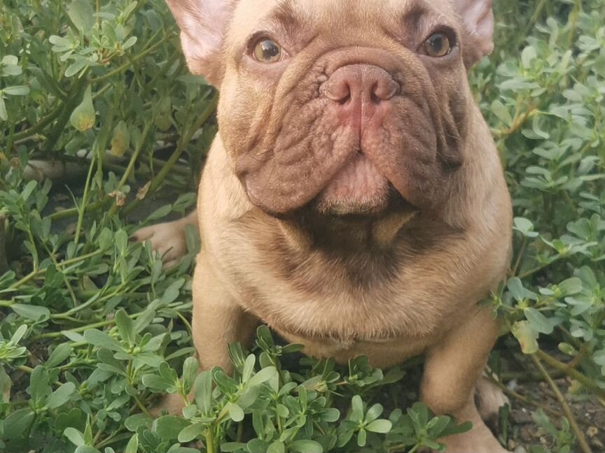 Французский красавчик