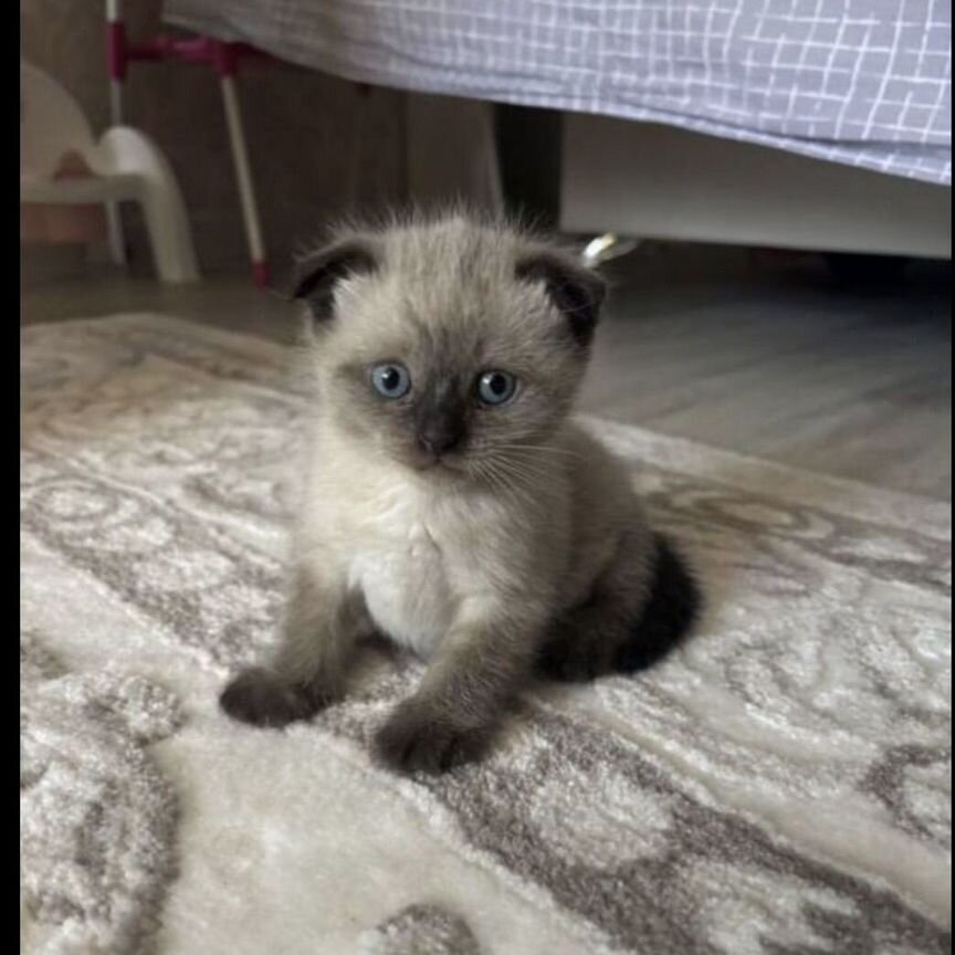 Котенок