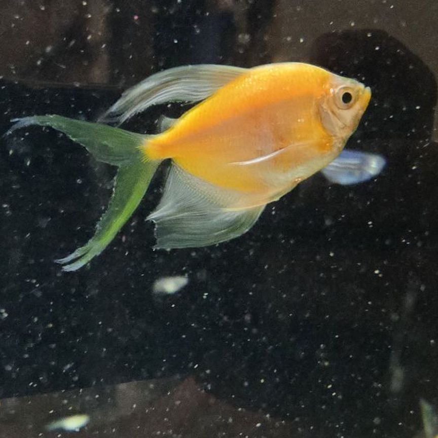 Тернеция glofish вуаль